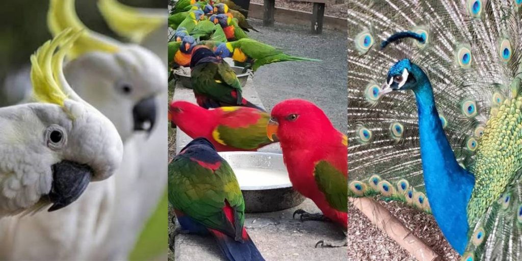 Flying High Bird Park - Wide Bay Kids