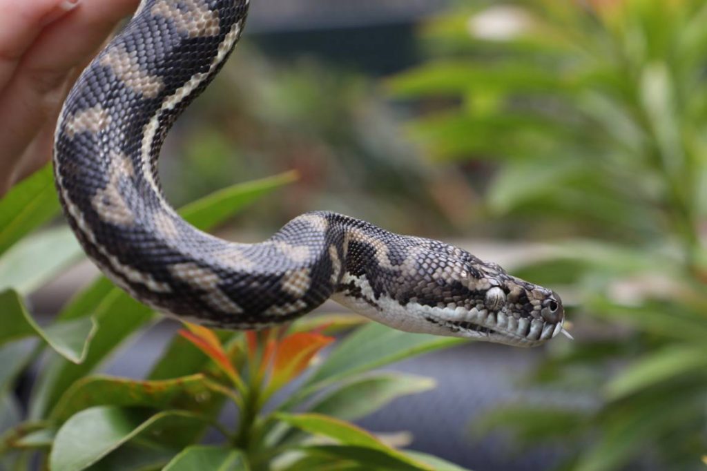 Snakes Alive! - Wide Bay Kids