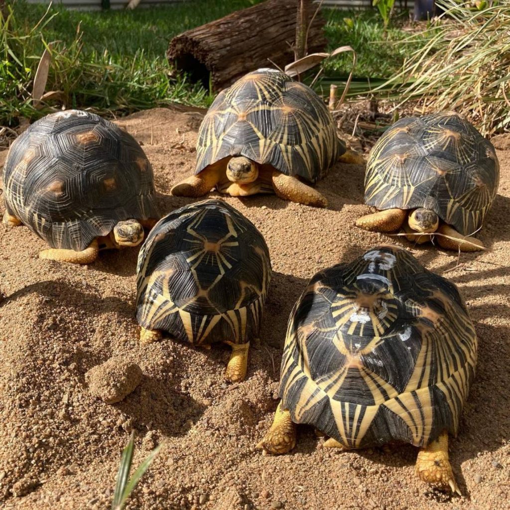 Snakes Downunder Reptile Park & Zoo - Wide Bay Kids