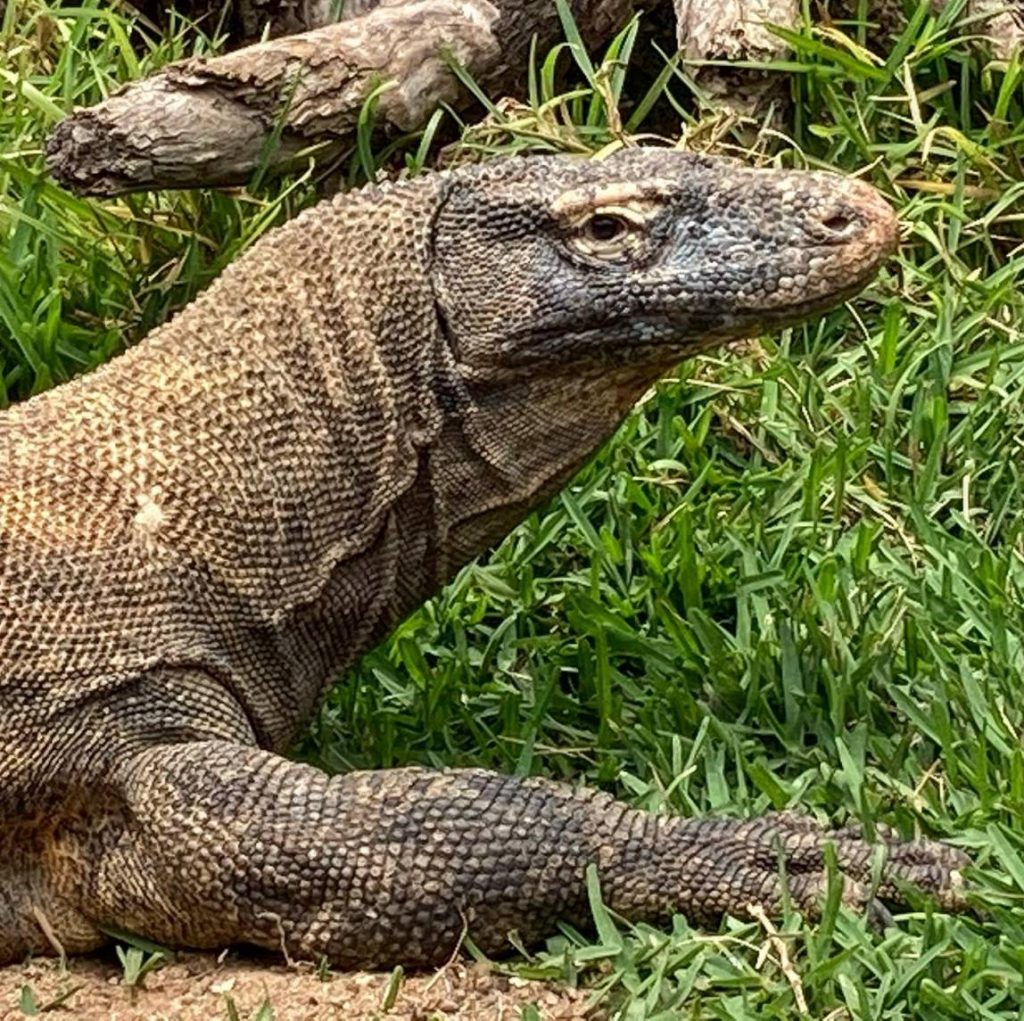 Snakes Downunder Reptile Park & Zoo - Wide Bay Kids