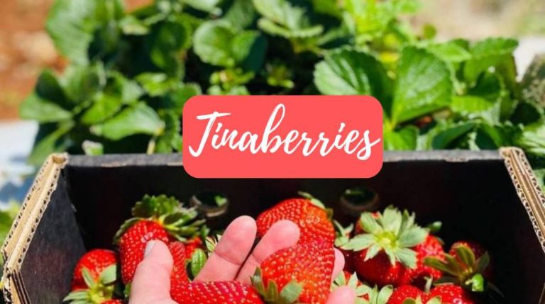 Where To Pick Your Own Strawberries - Wide Bay Kids