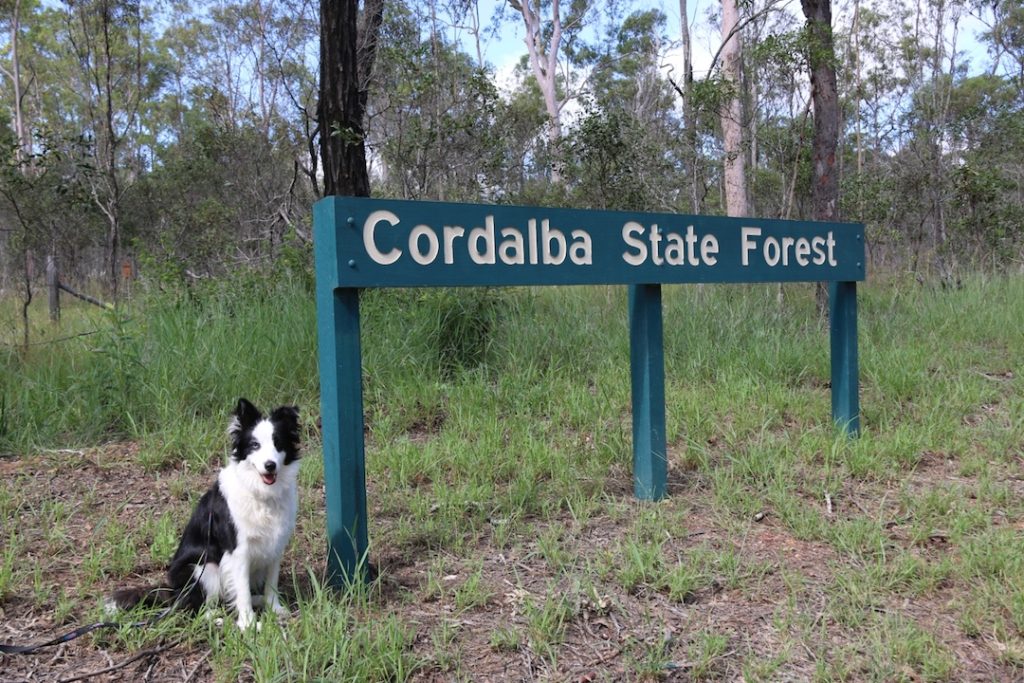 Exploring the Cordalba State Forest Mountain Bike Trails - Wide Bay Kids